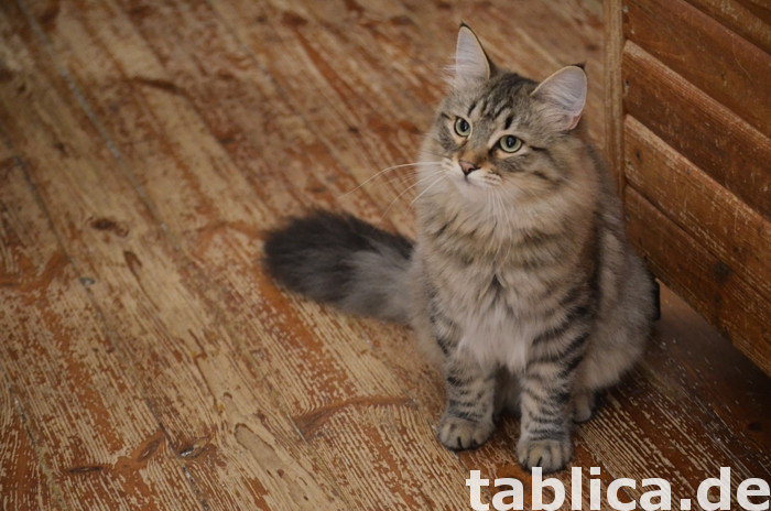 Koty syberyjskie & Neva Masquerade - Hodowla Nowa Era*PL - Ogłoszenia ...